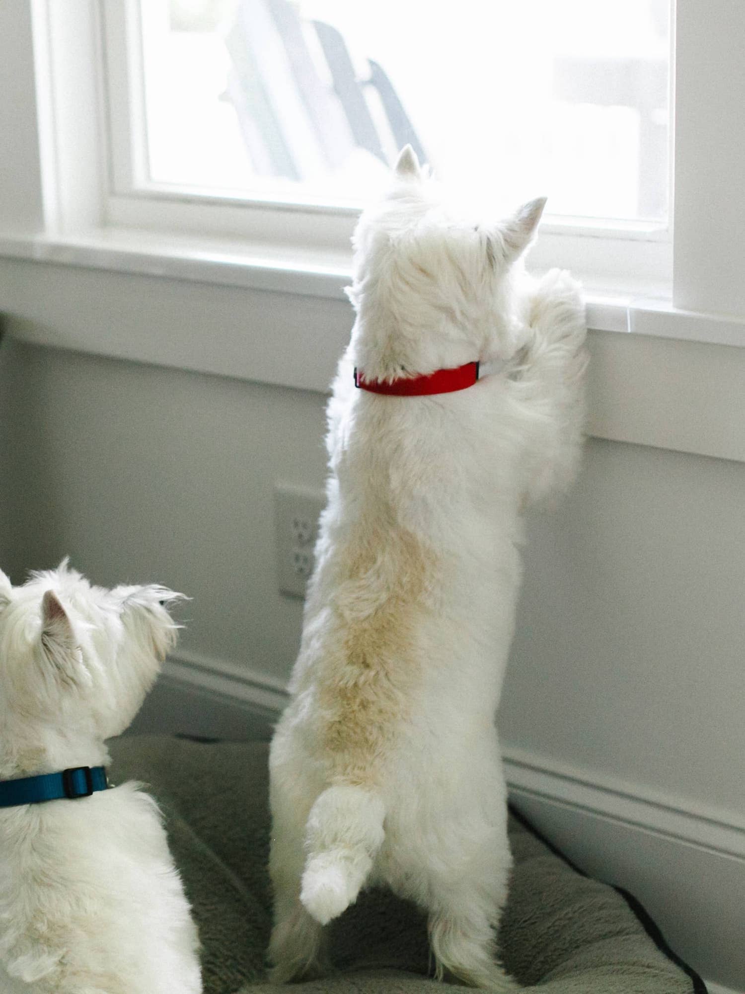 How To Stop A Dog From Chewing On Window Sill